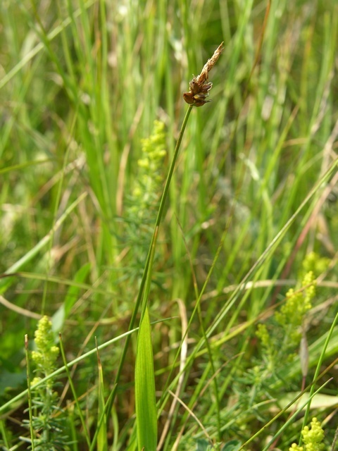 Blunt Sedge (Plants of Mueller State Park) · iNaturalist