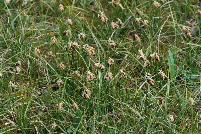 needleleaf sedge (Plants of Mueller State Park) · iNaturalist