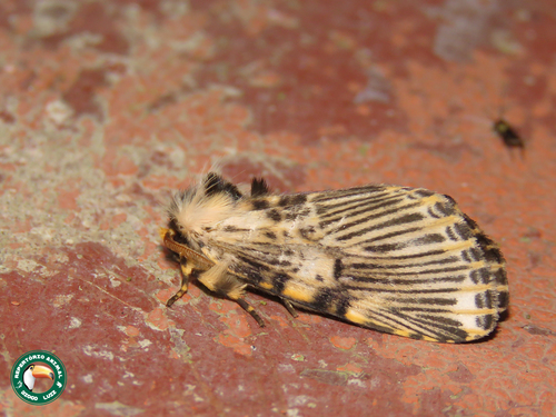 Genus Minara · iNaturalist