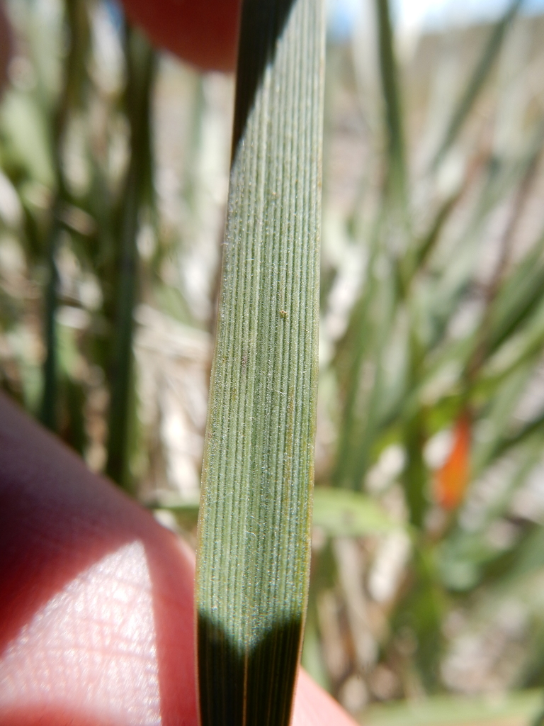 Purple Reedgrass (Plants of Mueller State Park) · iNaturalist