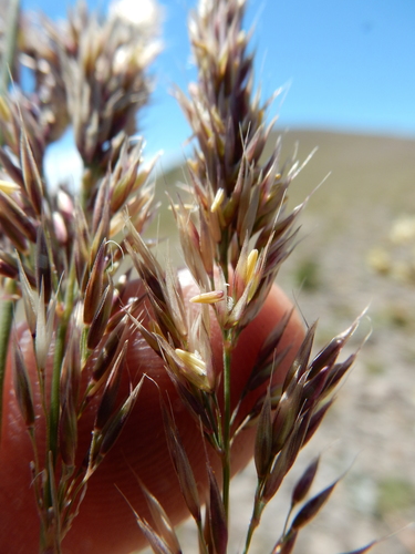 Purple Reedgrass (Plants of Mueller State Park) · iNaturalist