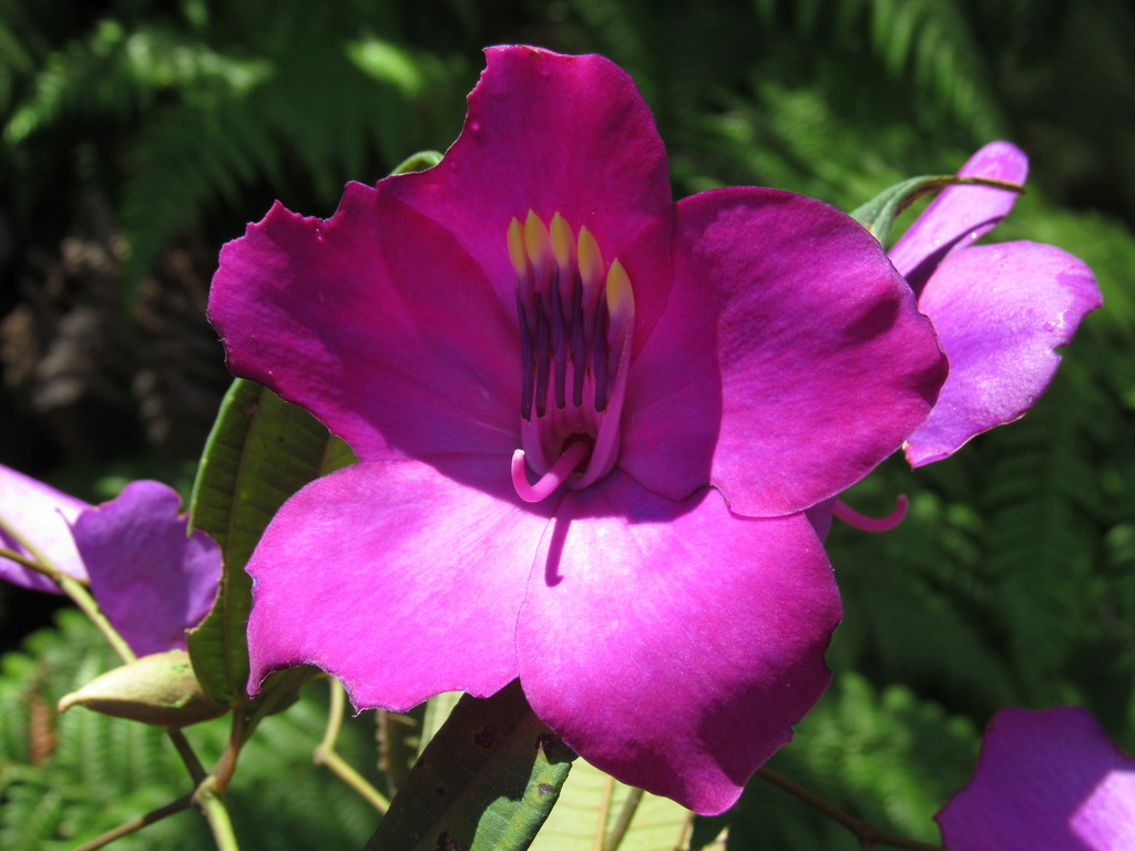 (Meriania selvaflorensis) - Botanical Realm