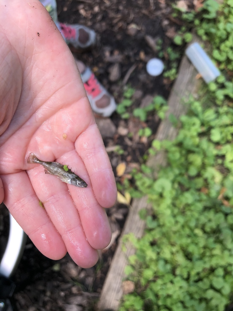 Brook Stickleback from Wood Lake Nature Center, Richfield, MN, US on ...