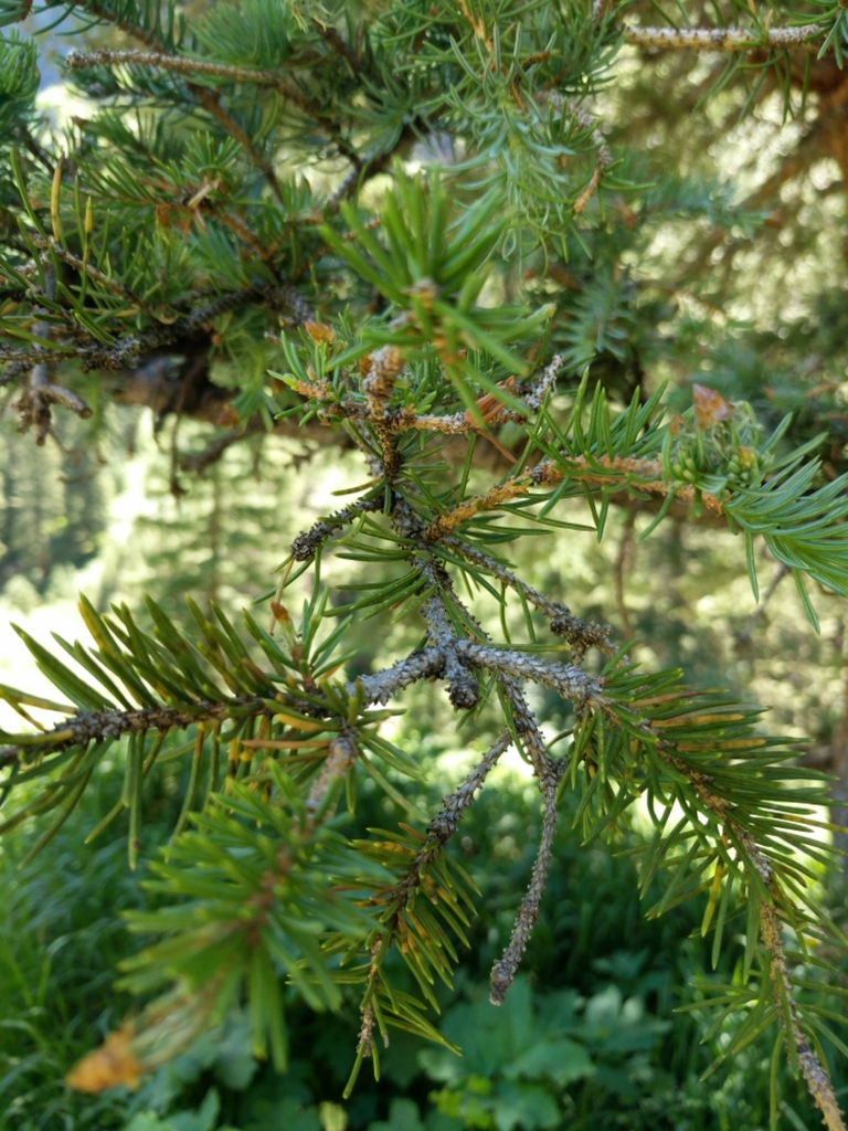 Engelmann spruce from Ophir, CO 81426 on June 23, 2017 at 11:16 AM by ...