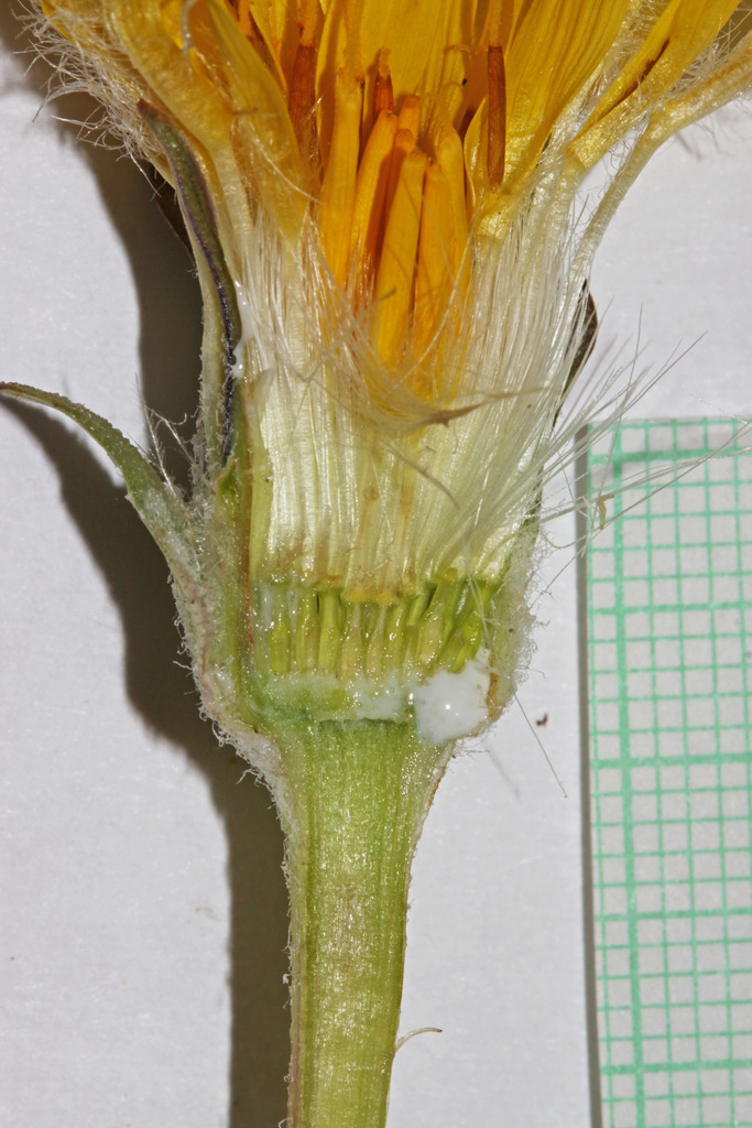 Pale agoseris (Plants of Staunton State Park) · iNaturalist