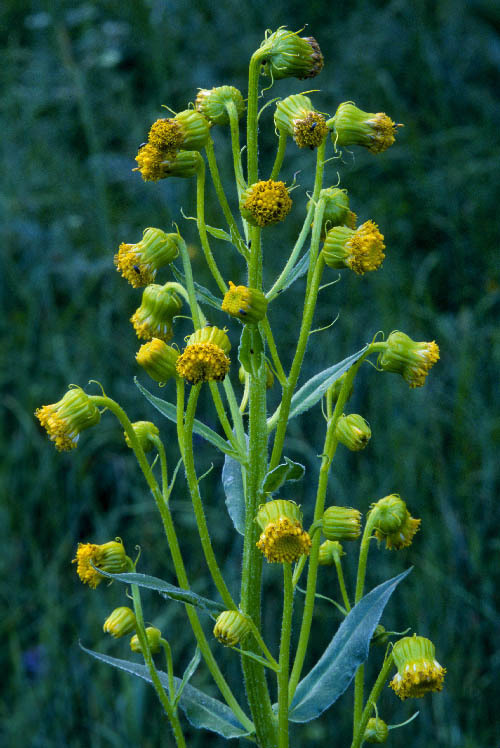 Nodding Ragwort (Native Forbs and Cactuses of Golden Gate Canyon State ...