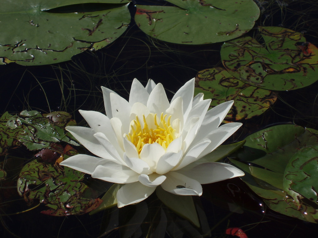 American white waterlily from Lake County, MN, USA on August 7, 2006 at ...