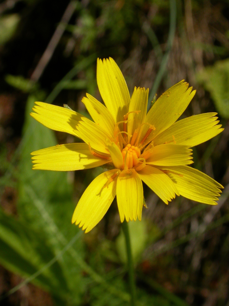 Nodding Microseris (Plants of Lone Mesa State Park) · iNaturalist
