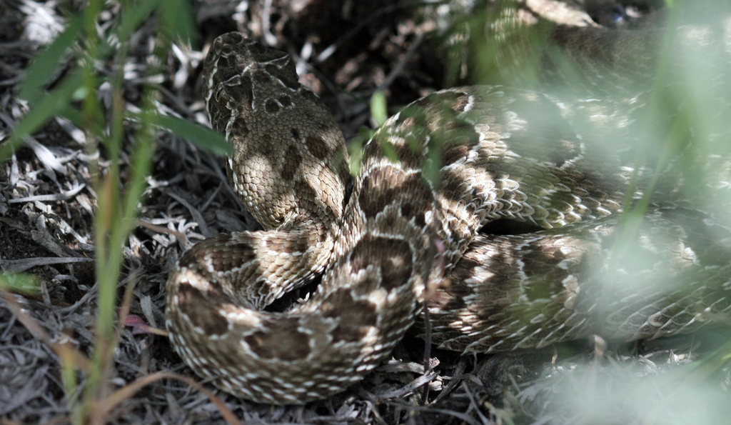 Prairie Rattlesnake from Park County, MT, USA on June 18, 2008 at 06:06 ...
