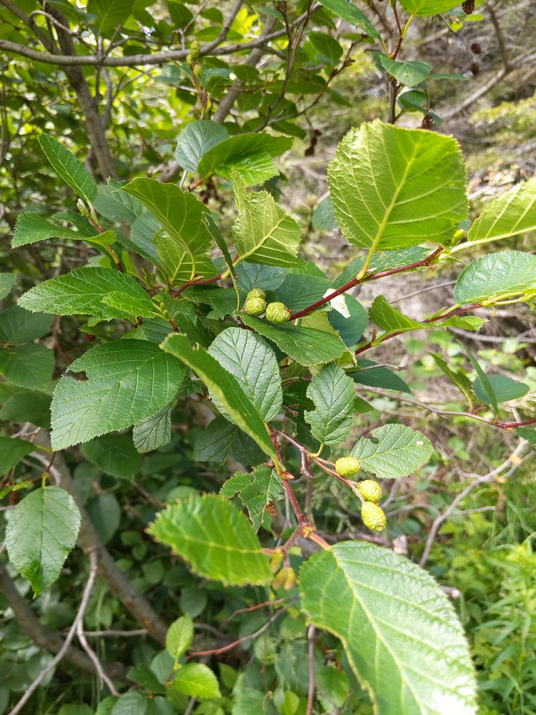 green alder from La Haute-Gaspésie, QC, Canada on July 21, 2020 at 02: ...