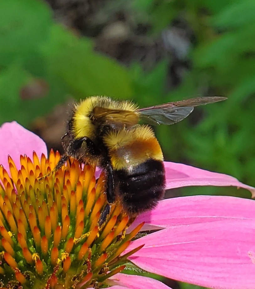 Rusty-patched Bumble Bee (Minute Man National Historical Park Bumble ...