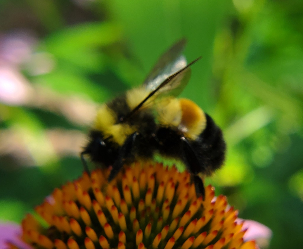 Rusty-patched Bumble Bee (Minute Man National Historical Park Bumble ...
