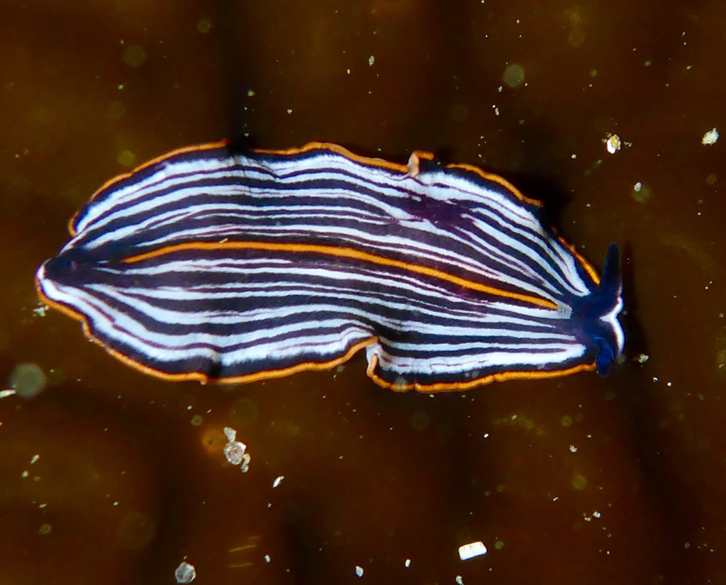 Praestheceraeus bellostriatus (Polyclad flatworms of California ...
