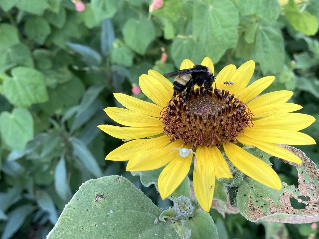 American Bumble Bee from Scarbourough, Canyon Lake, TX, US on July 20 ...