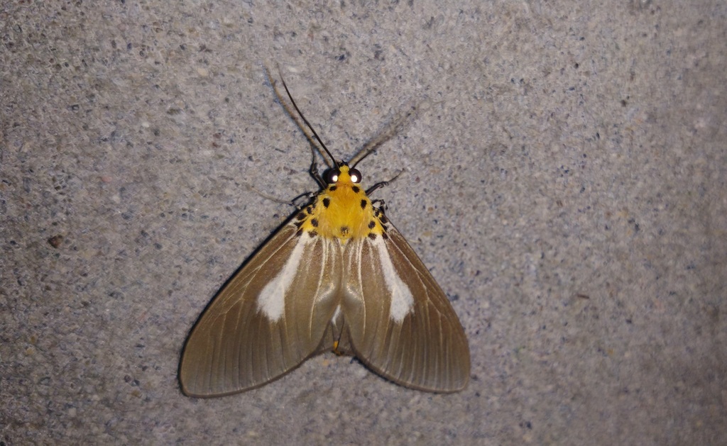 Underwing, Tiger, Tussock, and Allied Moths from Tinsukia, Assam, India ...