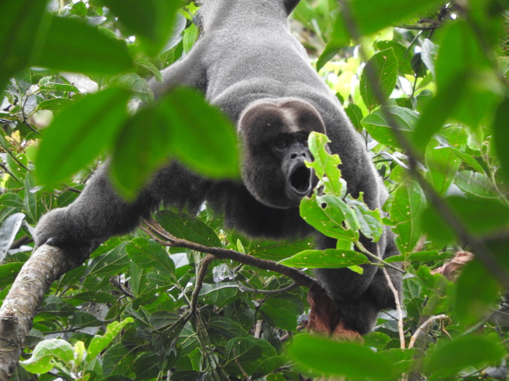Colombian Woolly Monkey in May 2019 by hermes_juez · iNaturalist