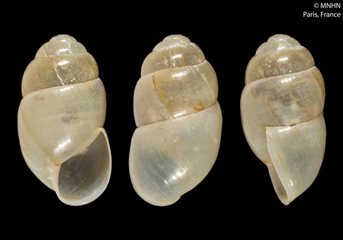 género Edentulina · iNaturalist Ecuador