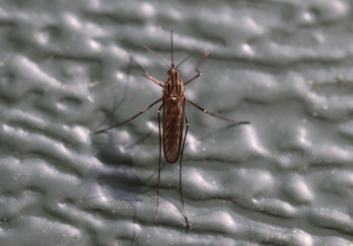 Aedes pionips · iNaturalist