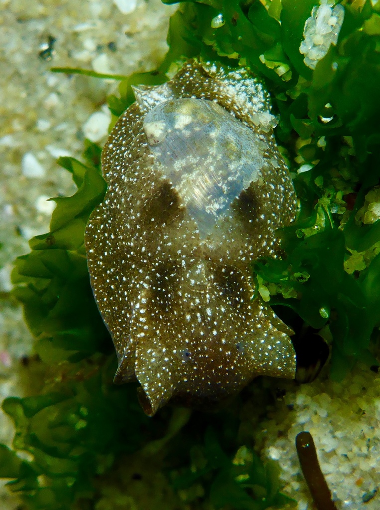 Green Bubble Snail (Nudibranchs and Other Sea Slugs of California ...