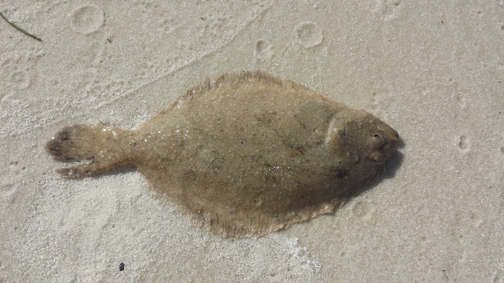 Gulf Flounder from Carrabelle on October 14, 2016 at 10:04 AM by Hunter ...