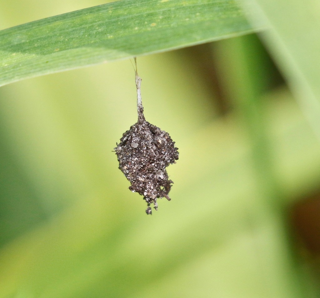 Agroeca from Toledo, OH, USA on July 23, 2020 at 02:59 PM by Rick ...