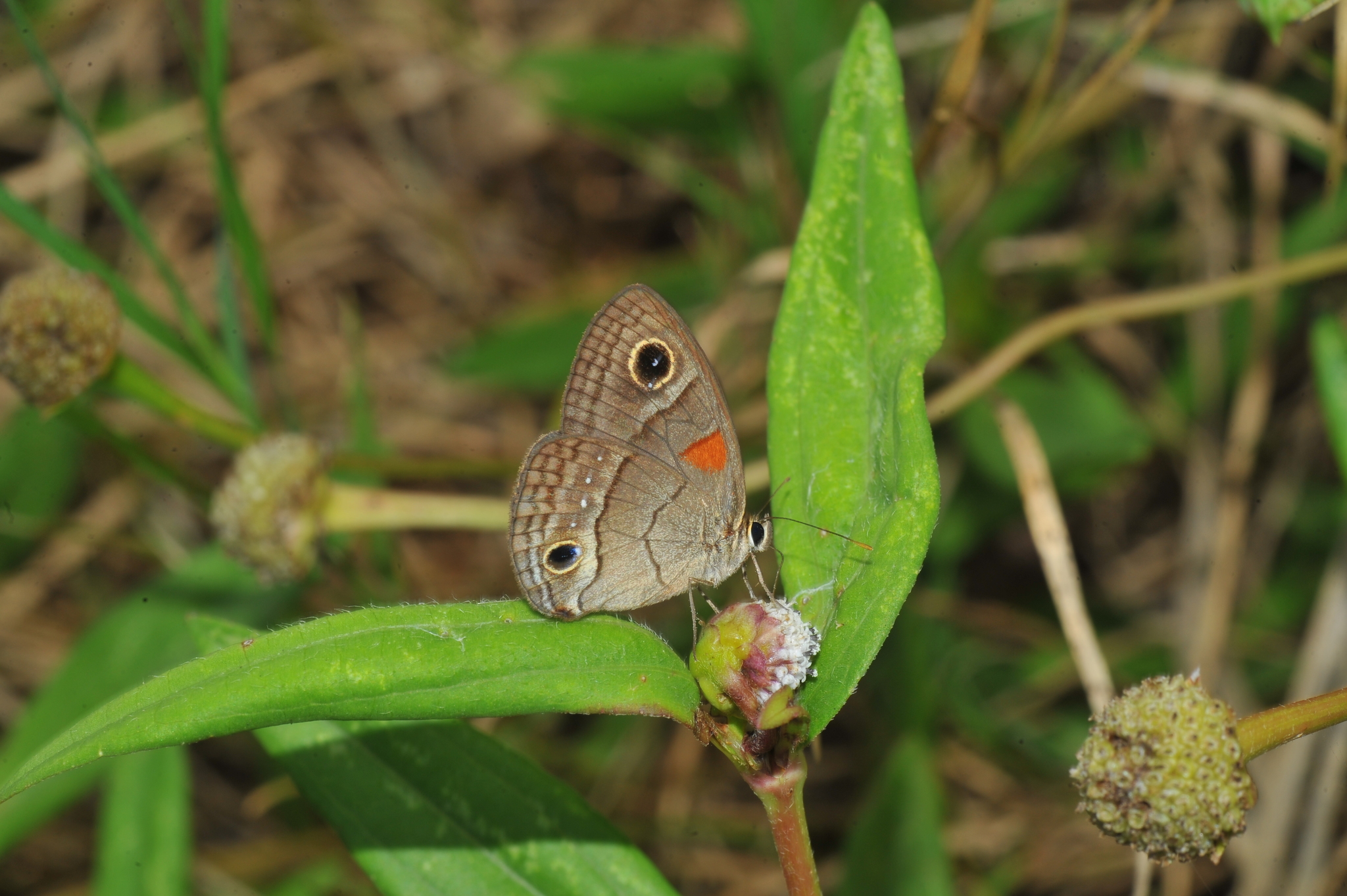 Calisto herophile Hübner, 1823