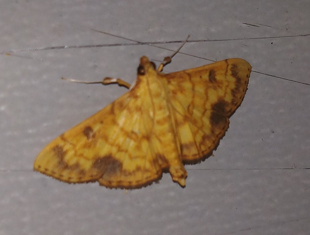 Pearl Moths from Digboi, Assam 786171, India on July 23, 2020 at 08:16 ...