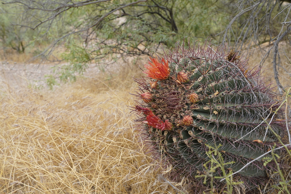 fishhook barrel cactus in July 2020 by Sean Krieg · iNaturalist
