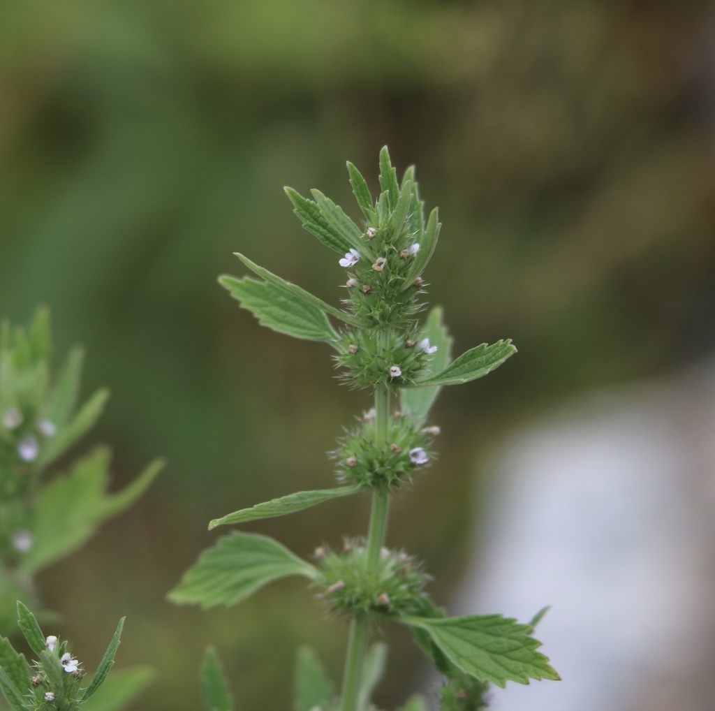 American cornmint from Rappahannock County, Shenandoah National Park ...