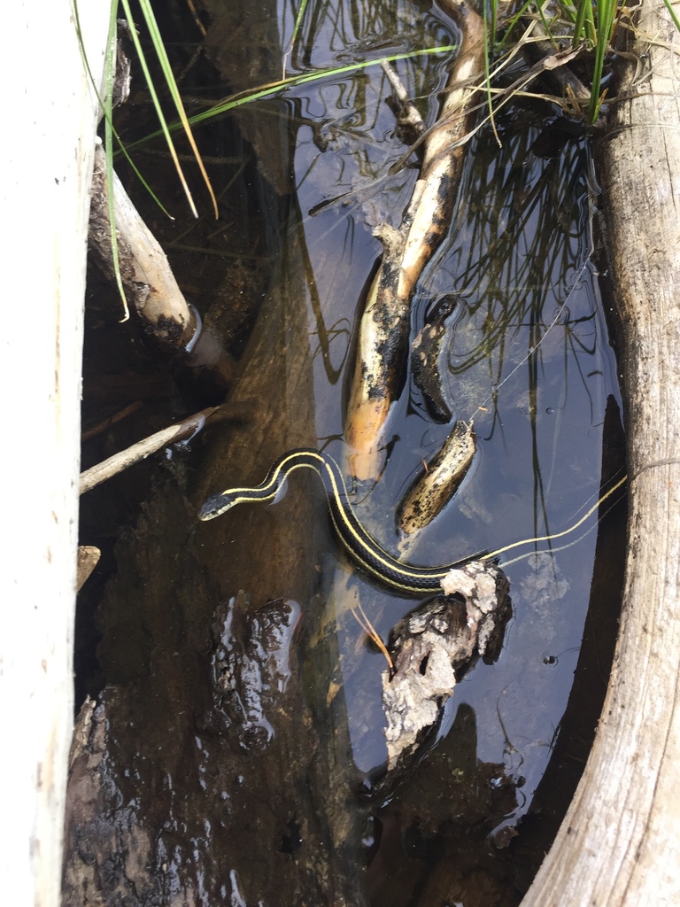 Mountain Garter Snake from Lassen National Forest, Chester, CA, US on ...