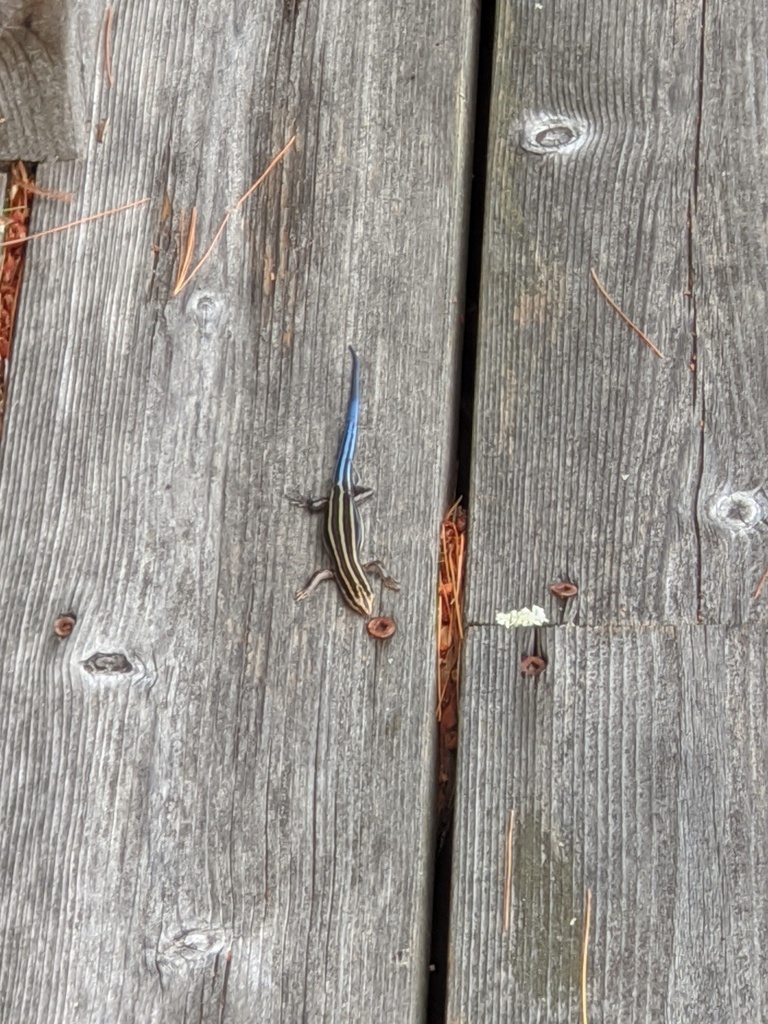 Common Five-lined Skink in July 2020 by aheidman · iNaturalist