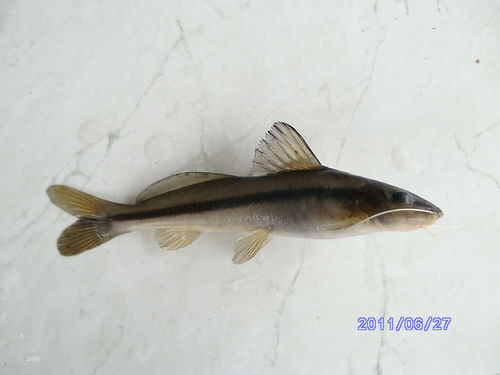 Pimelodella modesta · iNaturalist