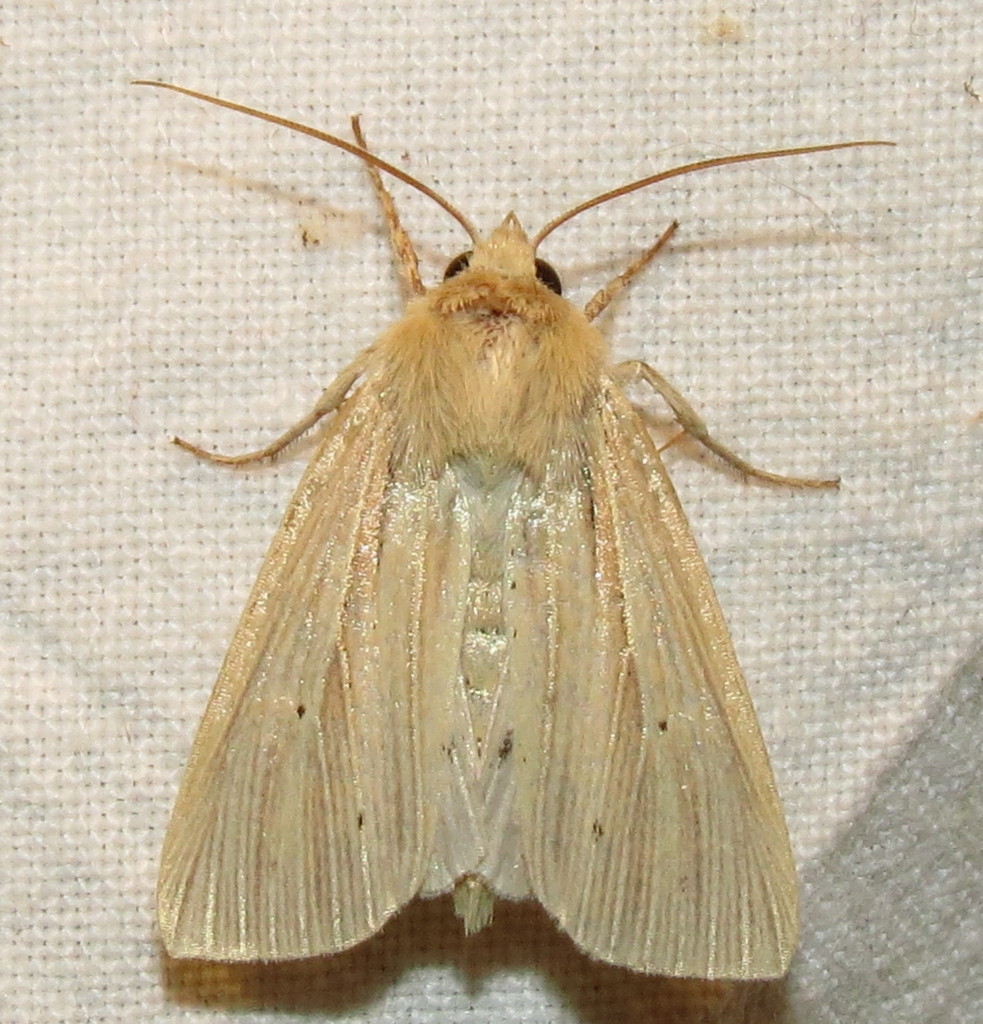 Lesser Wainscot from Uphill, Kawartha Lakes, ON, Canada on July 22 ...