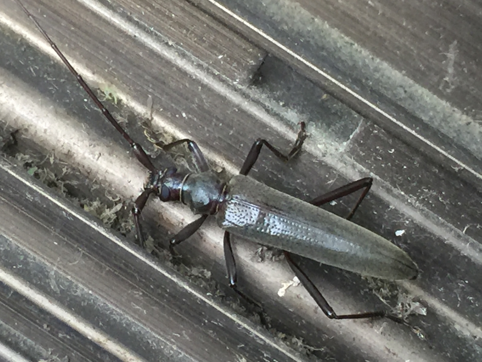 Distenia Lepeletier & Audinet-Serville, 1828