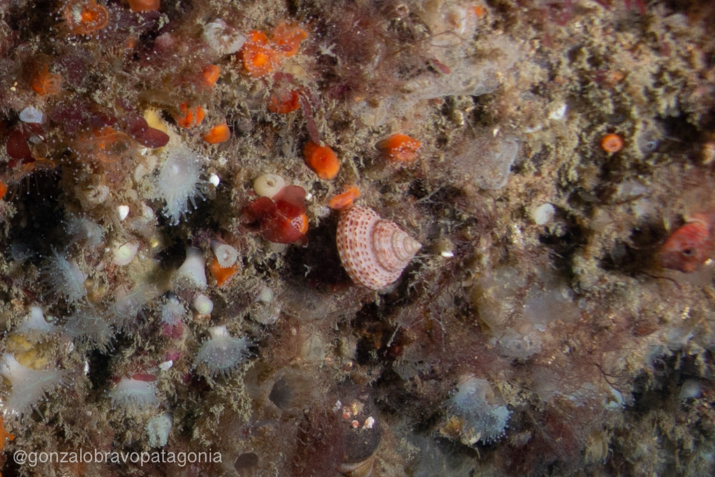 Calliostoma (Becasses Check List) · iNaturalist