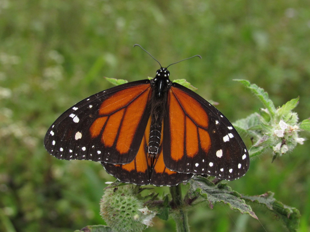 Southern Monarch from Urrao, Antioquia, Colombia on December 6, 2016 at ...