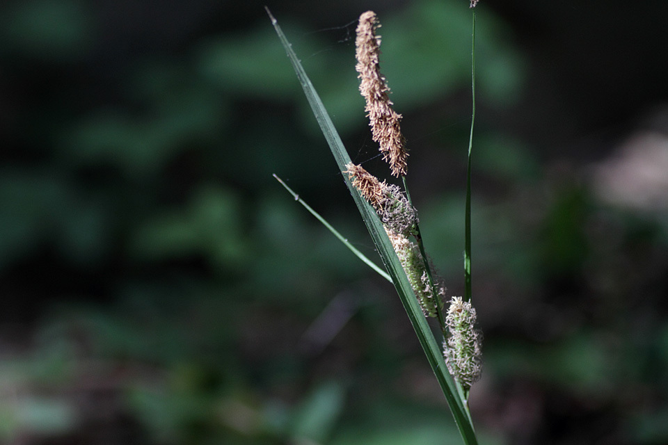 Santa Barbara Sedge (Los Osos Elfin Forest - Vascular Plants) · iNaturalist