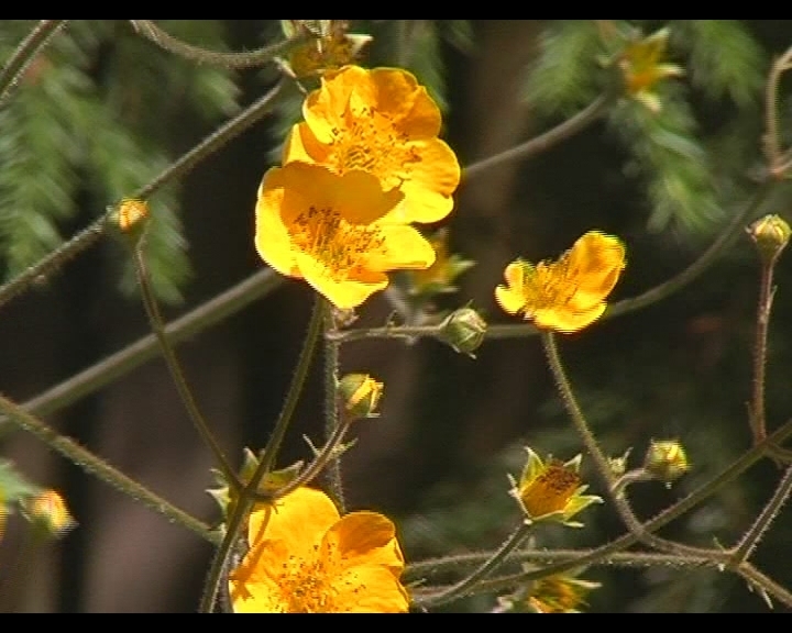 dicots from Bakuriani, Borjomis Raioni, Georgia on July 10, 2005 at 12: ...