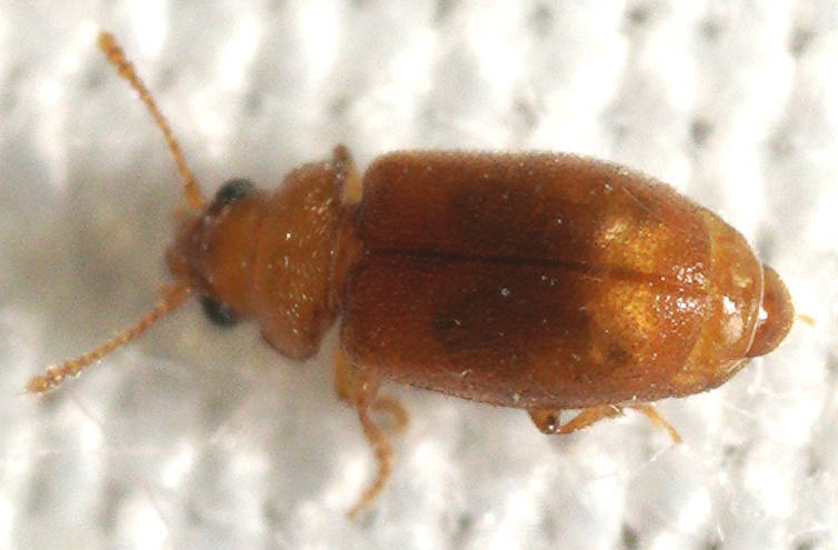 Short-winged Flower Beetles from Bakara Conservation Park on July 18 ...