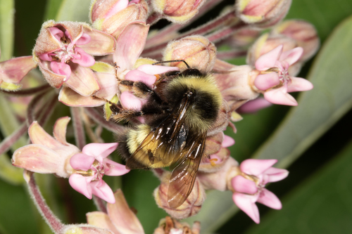 Yellow-banded Bumble Bee (Zion National Park Bumble Bee Guide 🐝 ...