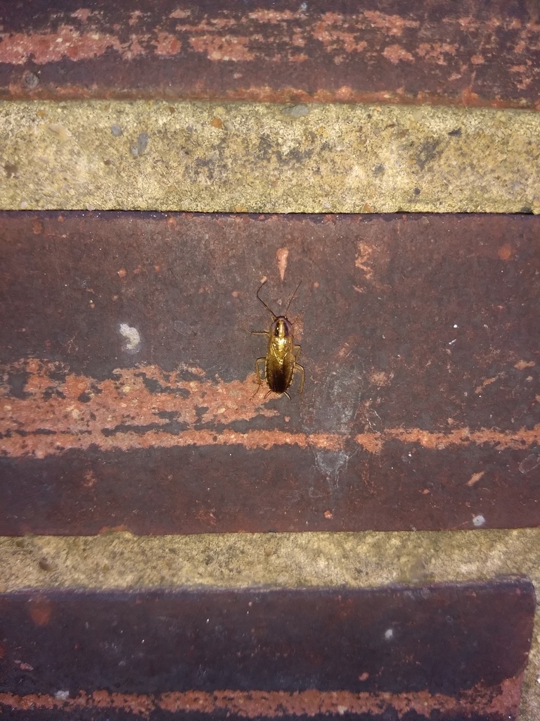 German Cockroach from Mount Pleasant, Washington, DC, USA on July 18 ...