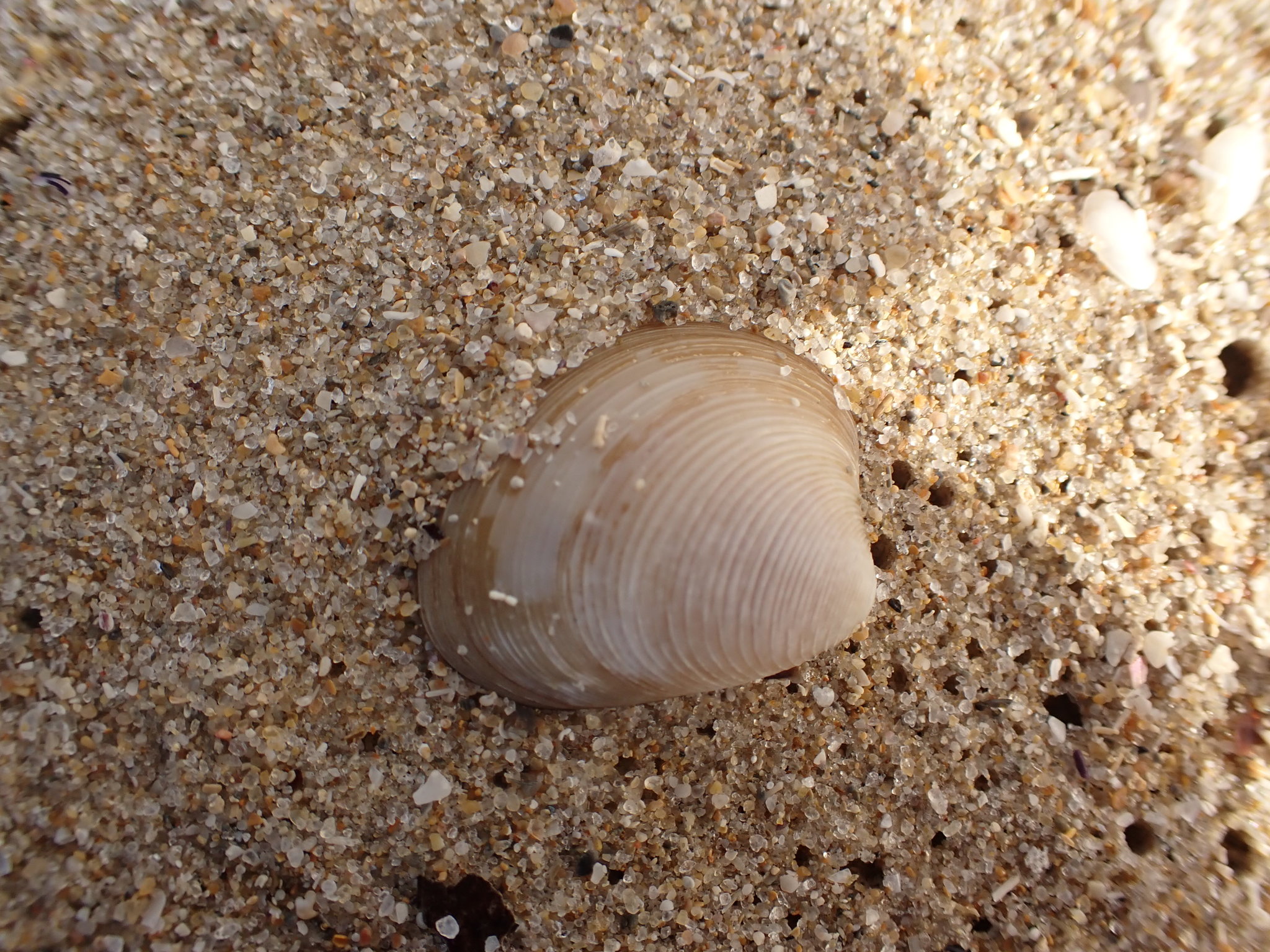 Sand Cockle (Katelysia scalarina) - Tomahawk, Tasmania