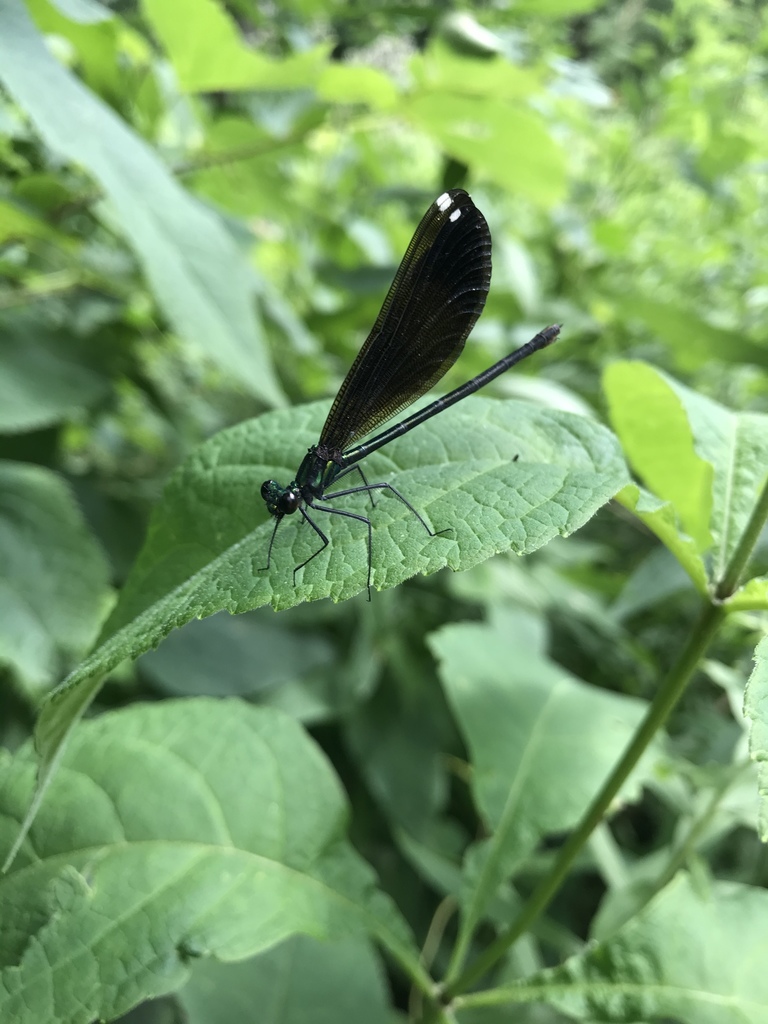 Ebony Jewelwing from Morton Arboretum, Lisle, IL, US on July 23, 2020 ...