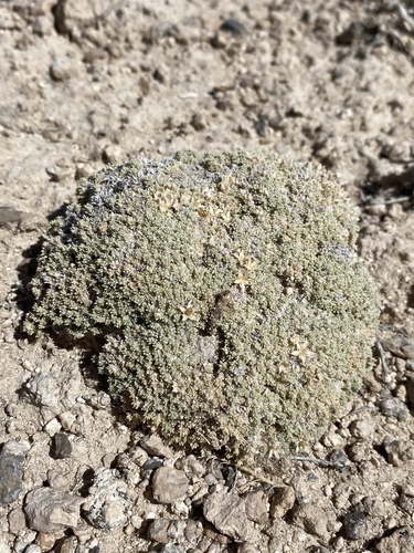 Mound Phlox (Subspecies Phlox griseola tumulosa) · iNaturalist