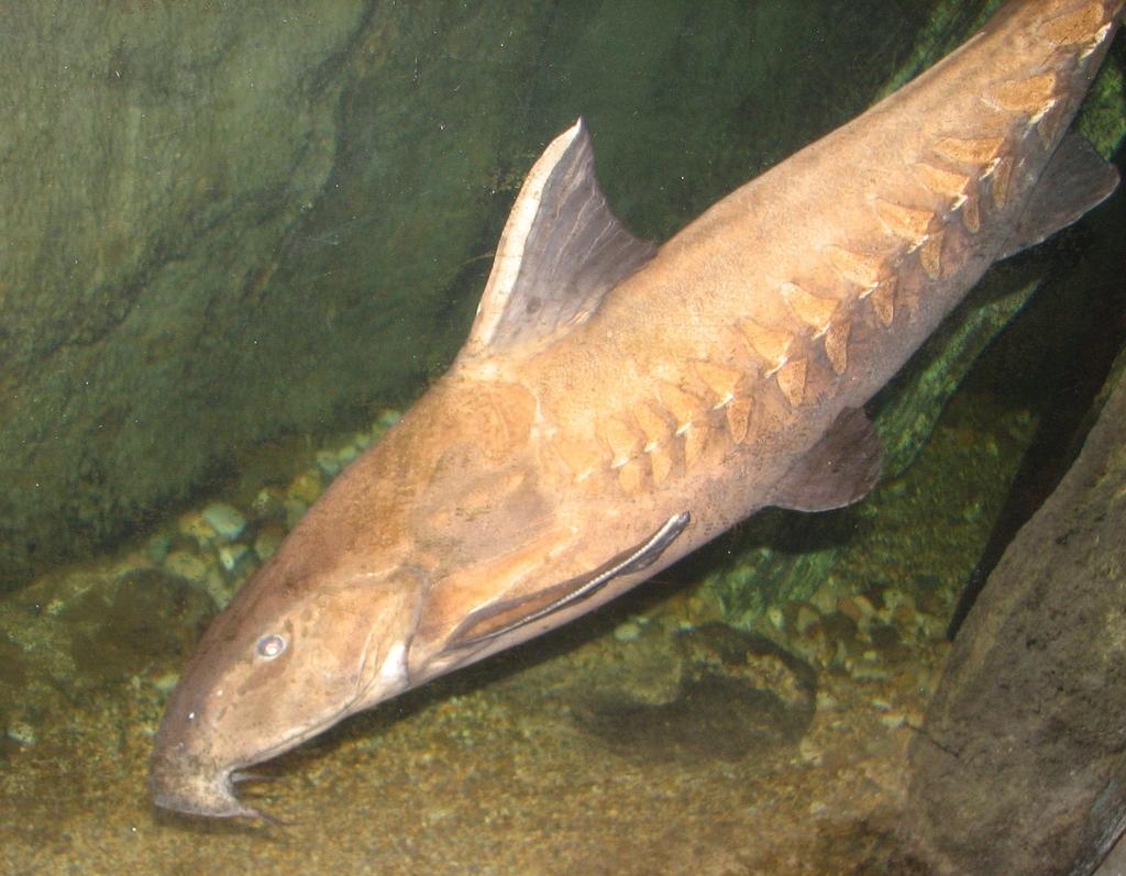 ripsaw catfish (Oxydoras niger) - Marine Life Identification