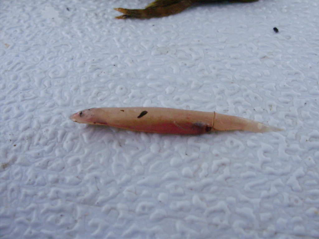 Candiru (Vandellia cirrhosa) - Marine Life Identification