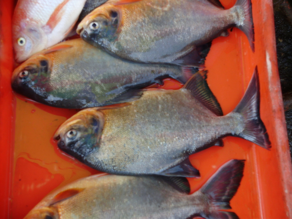 Red-bellied Pacu (Piaractus brachypomus) - Marine Life Identification