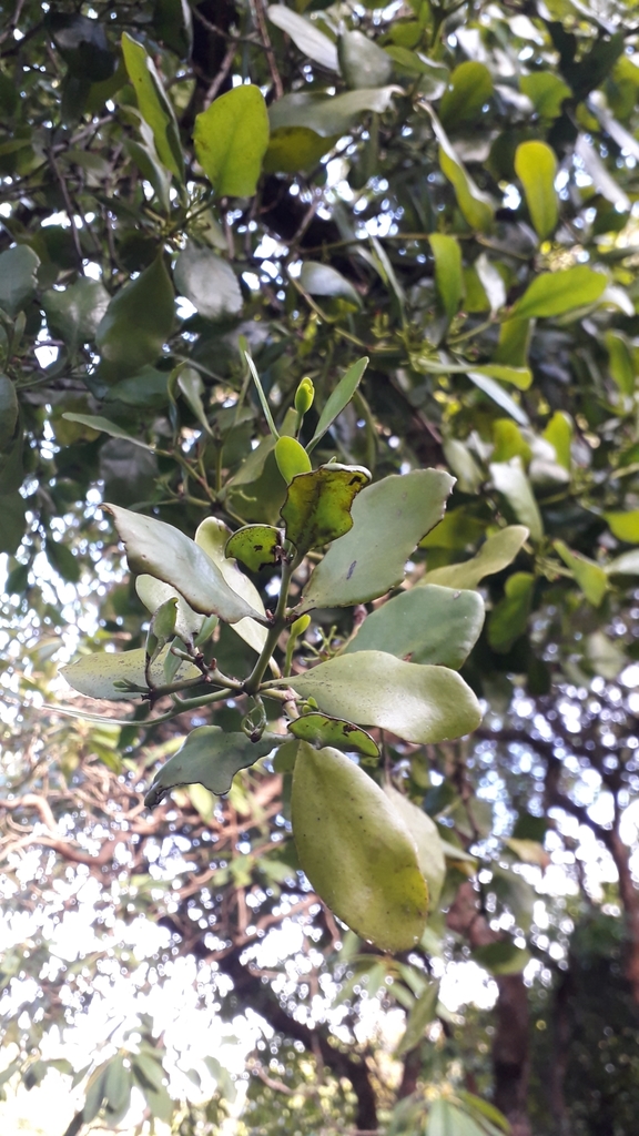 Green mistletoe in July 2020 by pelicabbit. Growing on Rhododendron ...