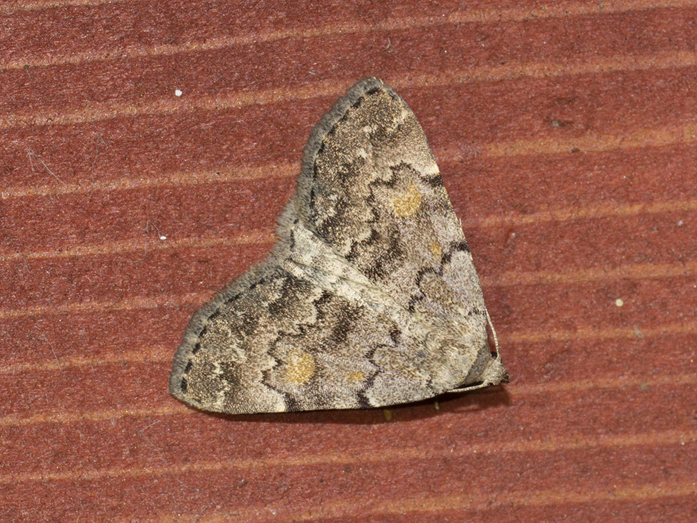Pale-winged Idia Moth from Middleton, WI 53562, USA on June 30, 2020 at ...