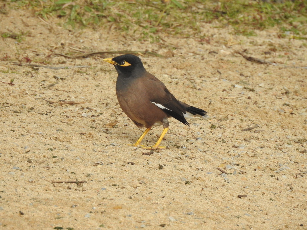Common Myna from Lilydale Lake, Lilydale, Victoria, Australia on June ...